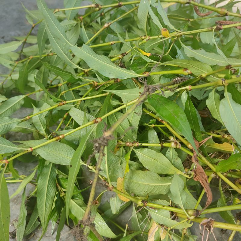 Keratan Batang Pokok Daun Kesum Kesom Laksa Cenohom Cenohong | Shopee ...