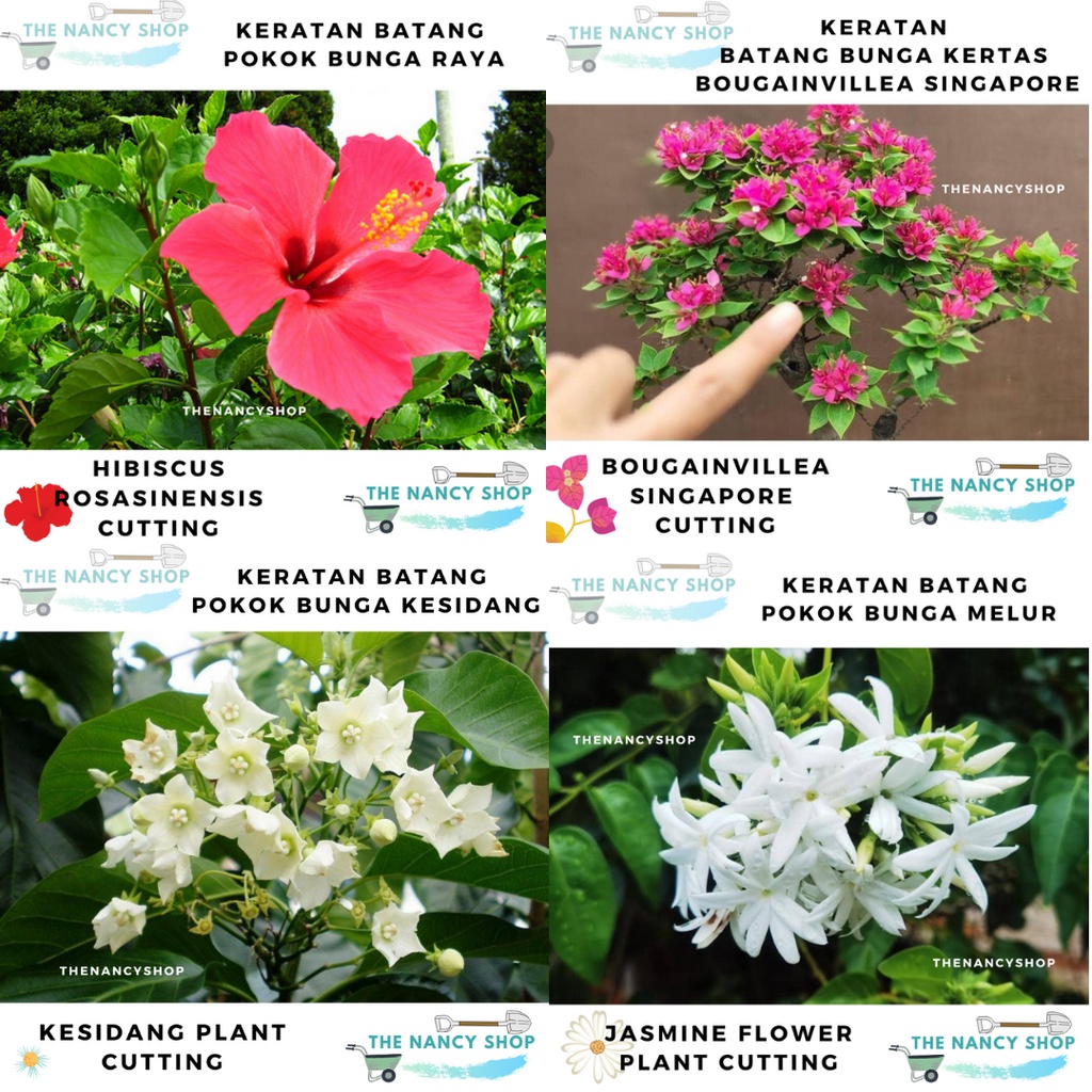 Keratan Batang Bunga Kertas Bougainvillea Singapore / Jasmine / Bunga ...