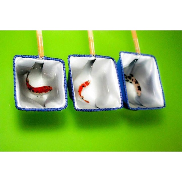 Fish Net - Betta Fish Racket Without Leaking - Kicking Fish Racket ...