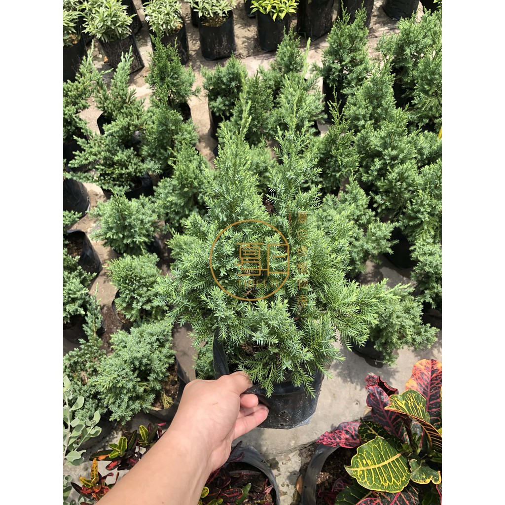 TIDECO - Pokok Pine (Bare Root Plants / Tanaman Akar Bare) Direct Sun ...