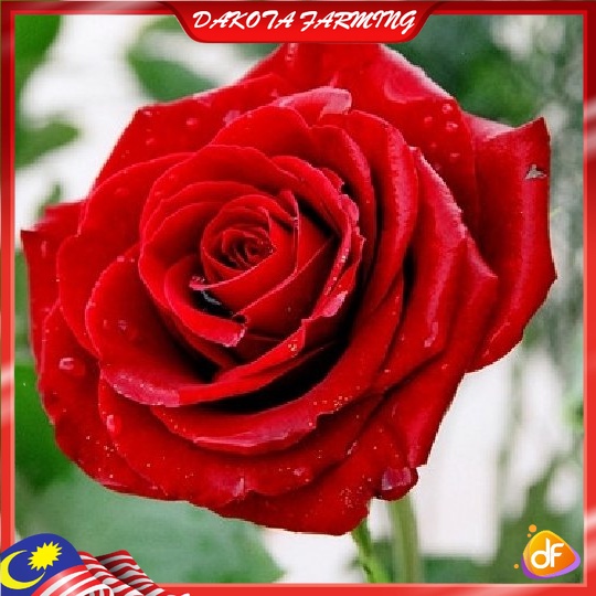 Anak Pokok Bunga Rose Pokok Bunga Mawar Thailand Pokok Besar | Shopee Malaysia