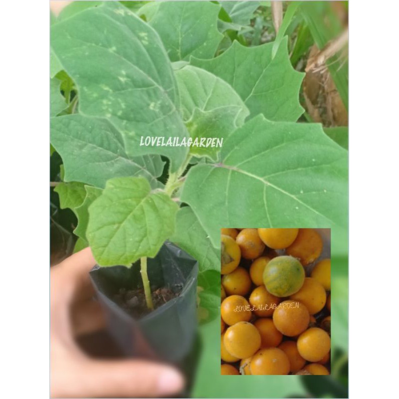 ANAK POKOK TERUNG ASAM /TERUNG BULU • 1 ANAK POKOK • | Shopee Malaysia