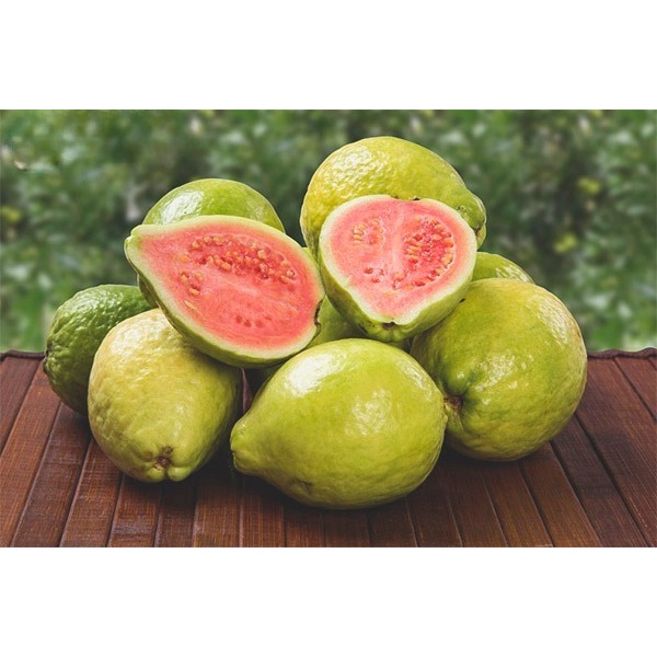 Anak Pokok Jambu Batu Isi Pink | Shopee Malaysia