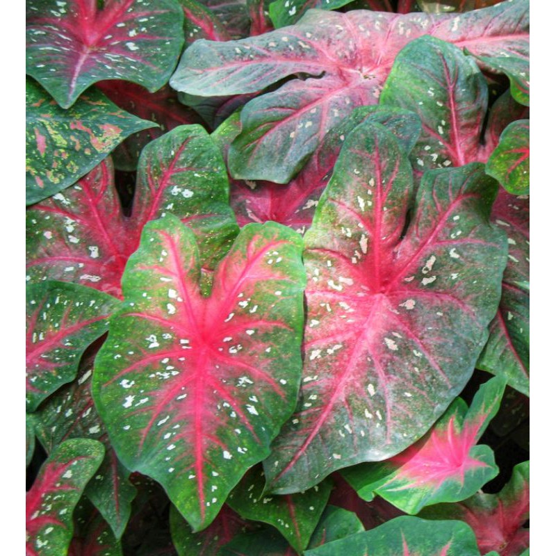 CALADIUM (RED FLASH white spots) | Shopee Malaysia