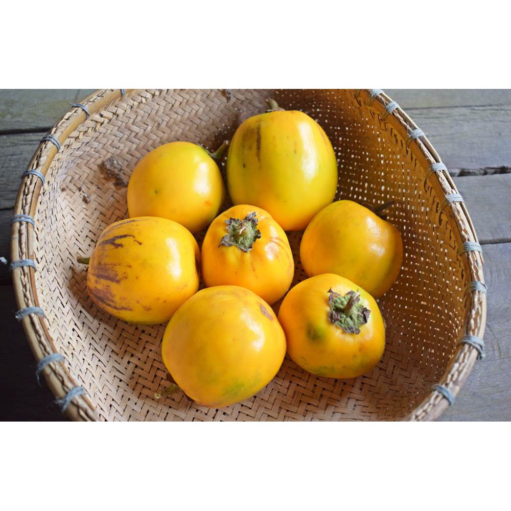 Sarawak Sour Brinjal Plant (Terung Dayak / Terung Asam Tanaman ...