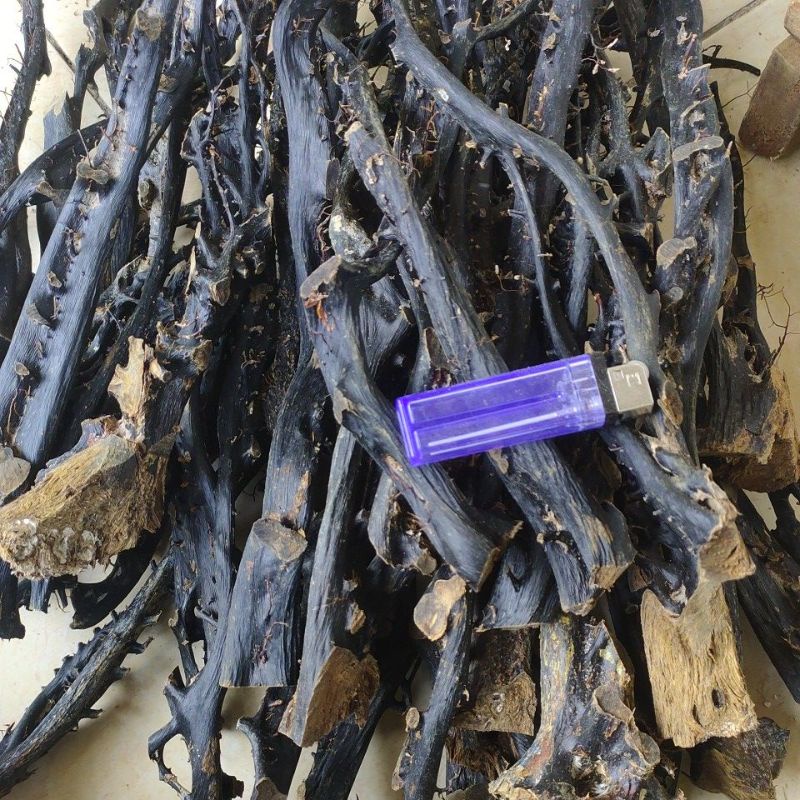 HITAM MERAH Red Bahar roots, black body, thumb size per stem | Shopee ...