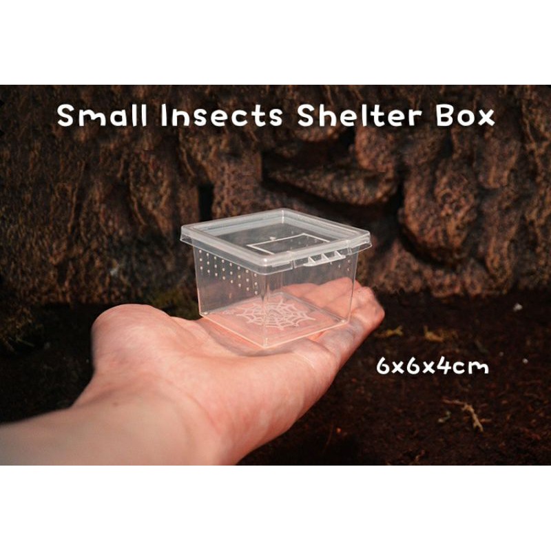 READY STOCK Insect Box White transparent tarantula box 6x6x4cm top ...