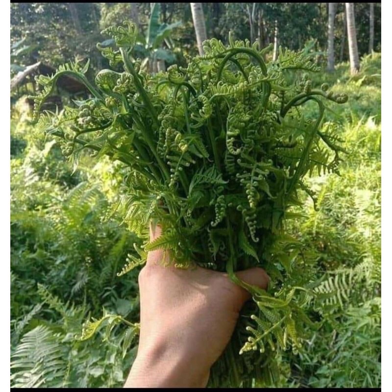 Pucuk paku segar 1 kg rm8 | Shopee Malaysia