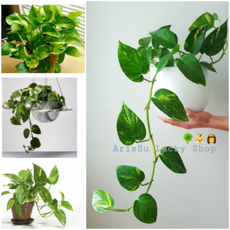 REAL LIVE INDOOR MONEY PLANT EPIPREMNUM AUREUM WITH POT 绿萝/万年青 ...