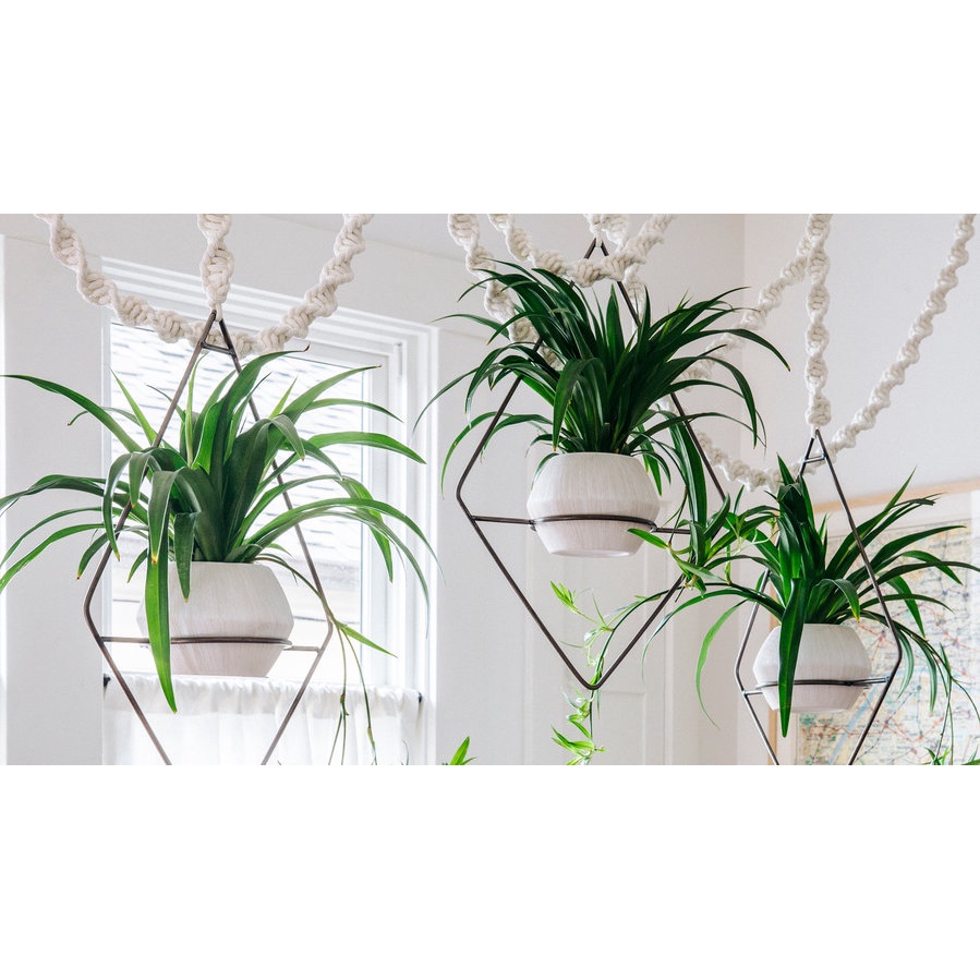Spider Plant - Small Spider Plant POKOK LABAH-LABAH Chlorophytum ...