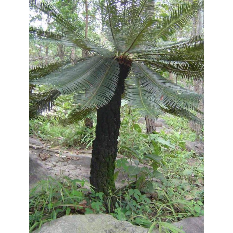 🤩Pokok cycas simensis🤩 | Shopee Malaysia