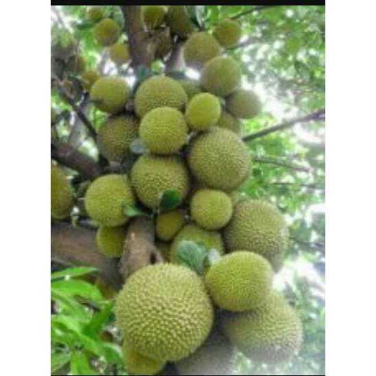 TUMBUHAN POKOK CEMPEDAK DURIAN HYBRID | Shopee Malaysia