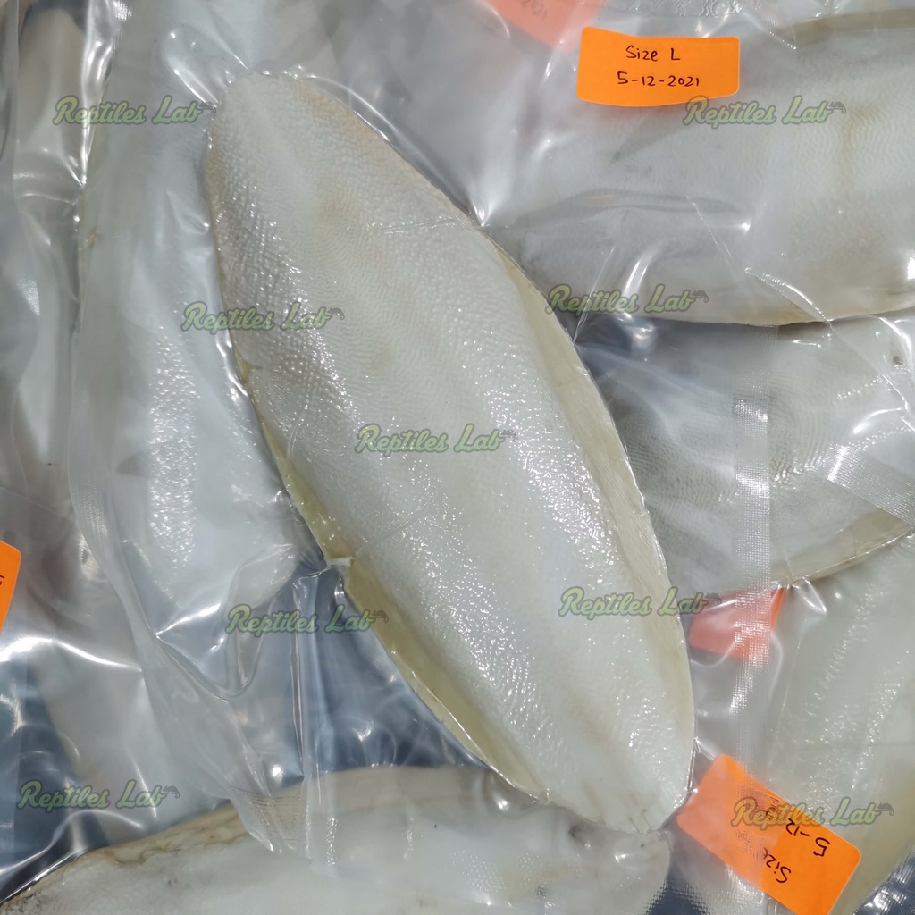 Tulang Sotong / Cuttlefish Bone / Cuttlebone / 墨鱼骨 - Bird Feed ...
