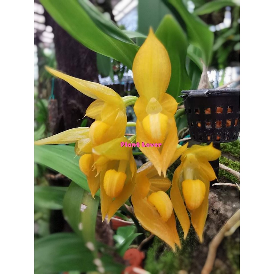 Orchid Bulbophyllum subumbellatum flava (RARE SPECIAL PRETTY!) | Shopee ...