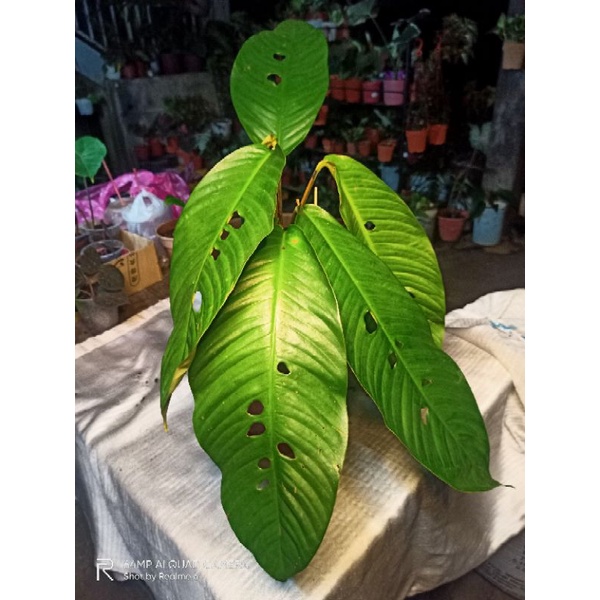 Rhaphidophora Foraminifera Monstera (Rare Monstera) | Shopee Malaysia