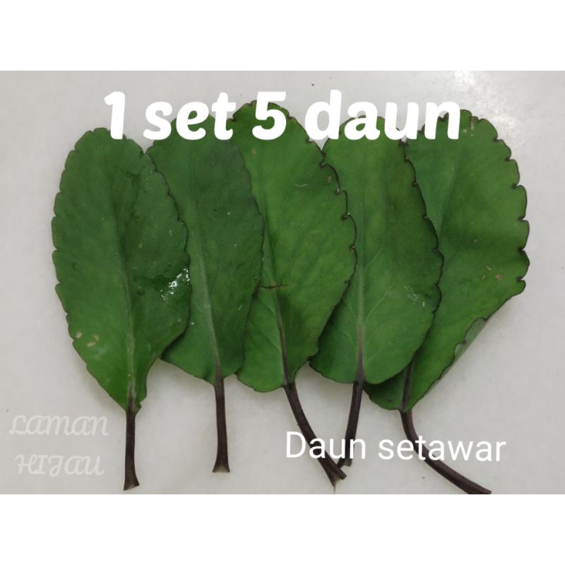 Pokok Setawar Kampung/ Sedingin 2 anak pokok berakar/Pokok ubat ...