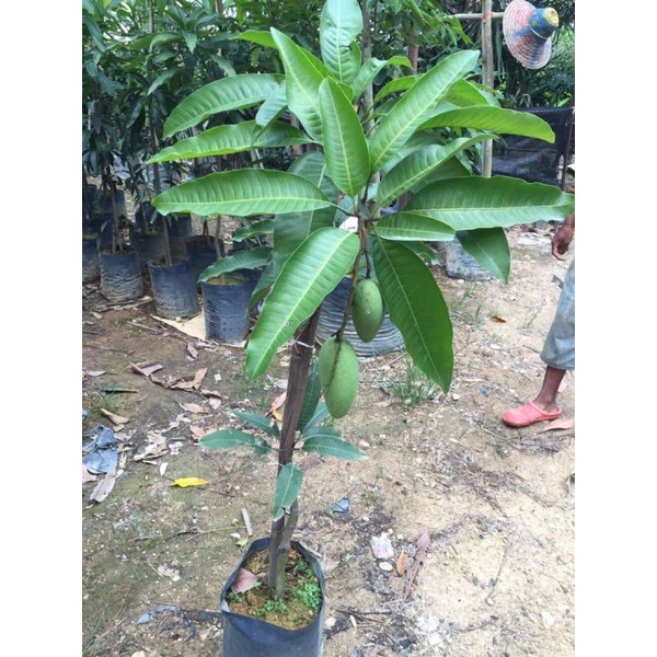 POKOK MANGGA LEMAK MANIS | Shopee Malaysia