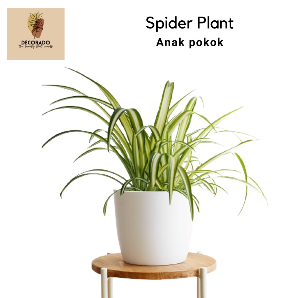 Anak pokok Spider plant Pokok labah-labah | Shopee Malaysia
