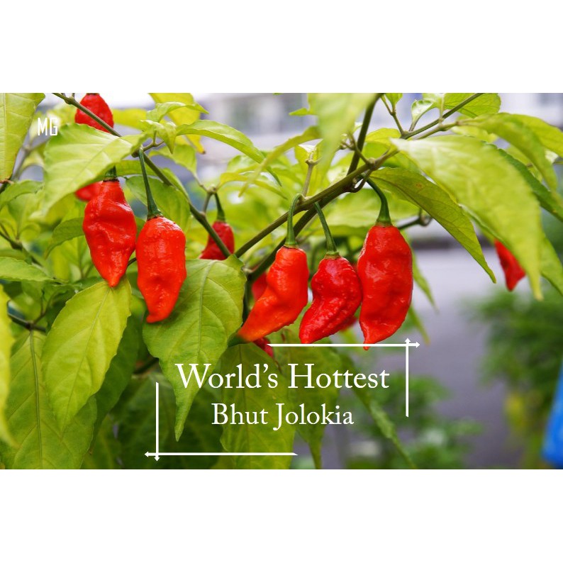 World Hottest Chili Pepper Bhut Jolokia Seeds - 10 seed ( REAL SEED ...
