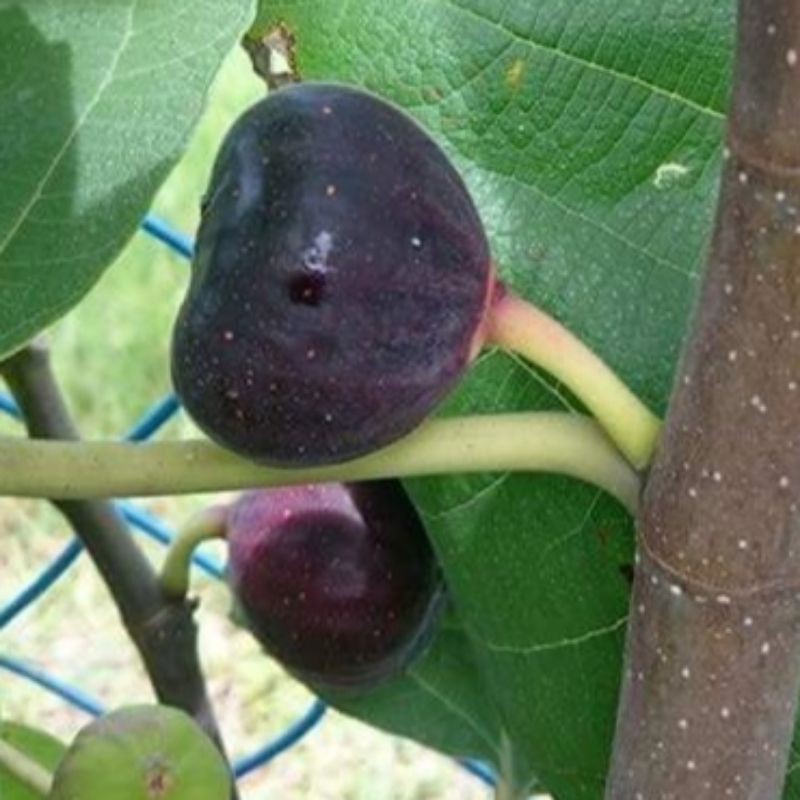 Iraqi Fig Tree Anak Pokok | Shopee Malaysia