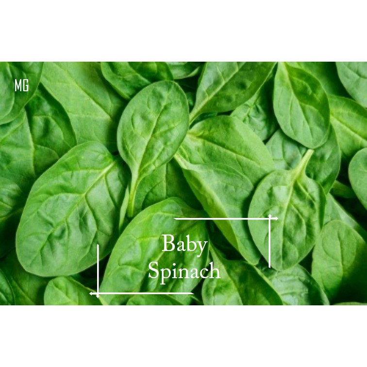 Baby Spinach seeds - 200 seed *Follow the Guide*Soak 8 Hours*Pot ...