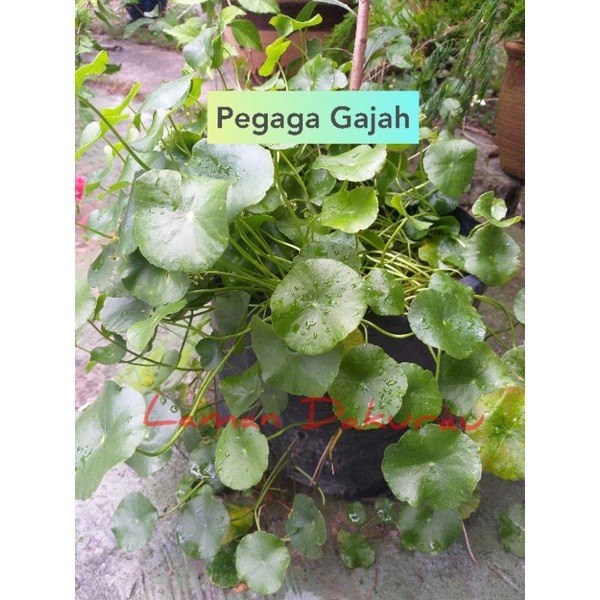 Pokok Ulam Pegaga Gajah (benih cambah) | Shopee Malaysia
