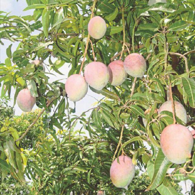 Pokok Mangga mango tree khawin: Siku Raja /Lemak /Kelapa / Epal / Gajah ...
