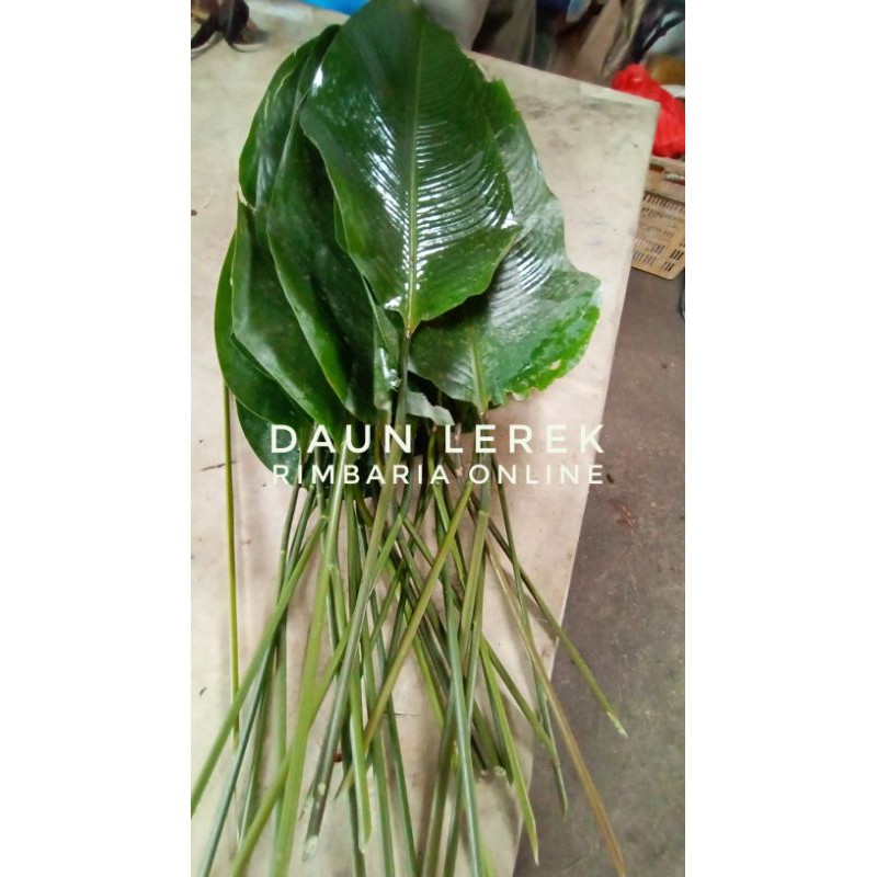 Daun Lerek Sehelai (by request) | Shopee Malaysia