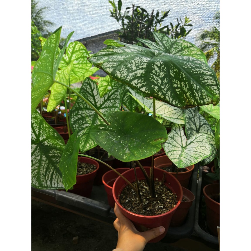 Caladium Plants-New Ready Stock-Pokok Keladi-New Wave/Festivia ...