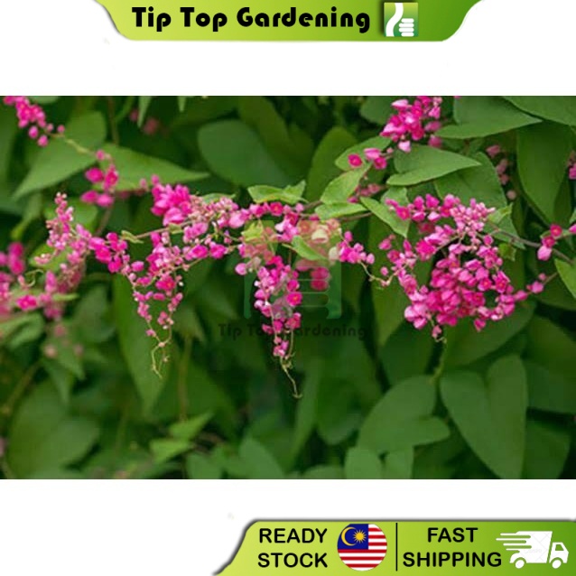 REAL LIVE PLANT ANTIGONON LEPTOPUS WITH POT GARDENING FLOWERS PLANTS ...