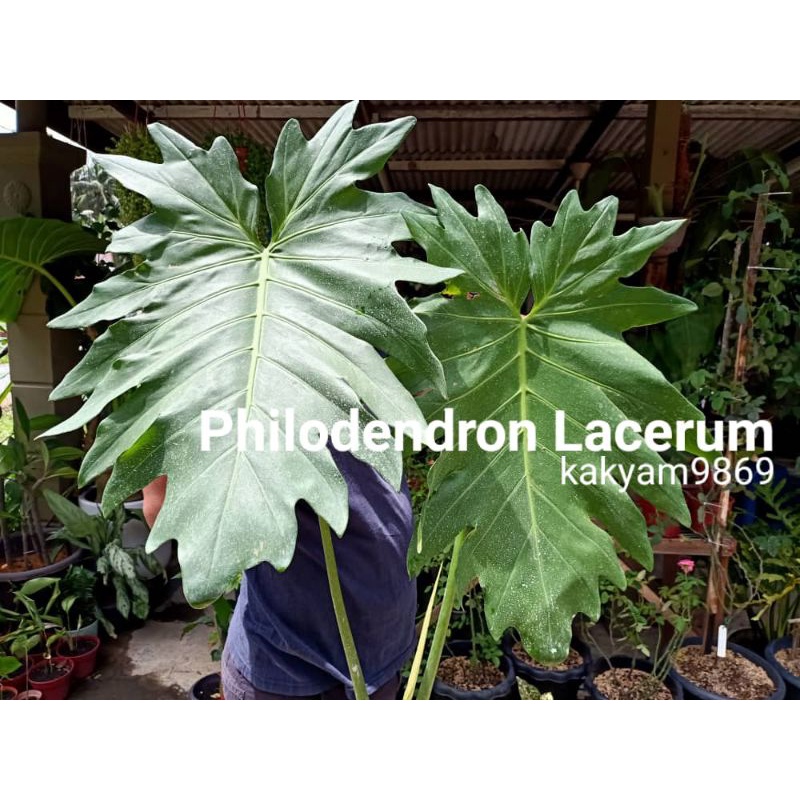 Philodendron Varieties Indoor Plant Pokok keladi Philo | Shopee Malaysia
