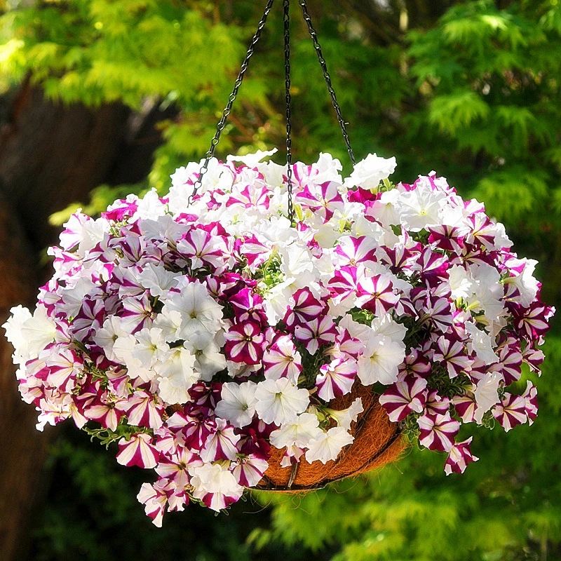 Biji Benih - Bunga Petunia | Flower Seed - Petunia Hybrida | 花种子 - 矮牵牛花 ...