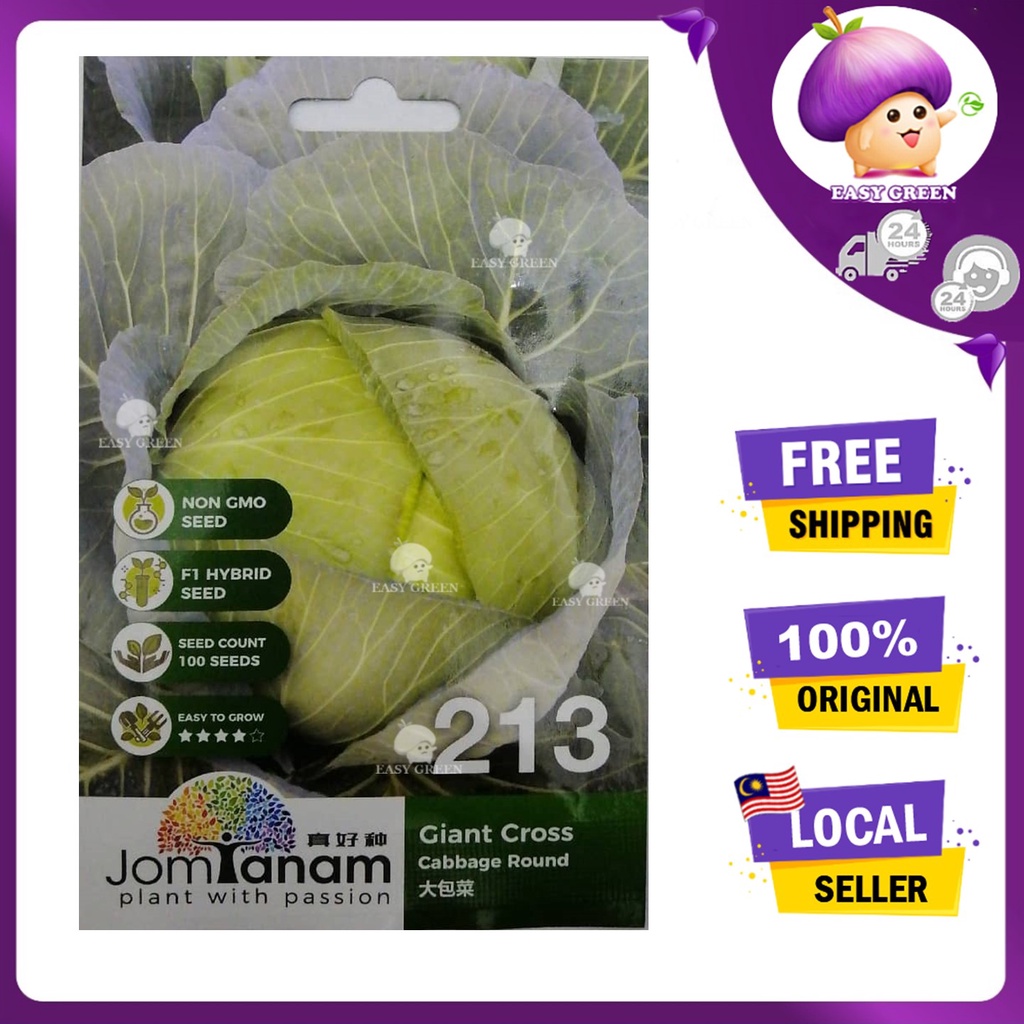 BENIH JOM TANAM JT213 (100 SEEDS) GIANT GLOBE CABBAGE ROUND SEEDS/GIANT ...