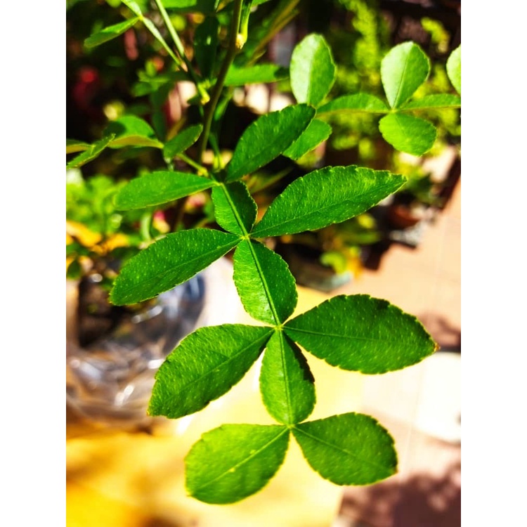 POKOK DAUN UBAT KENCING MANIS DIABETES LEAVE HAS POWER TO REDUCE ...