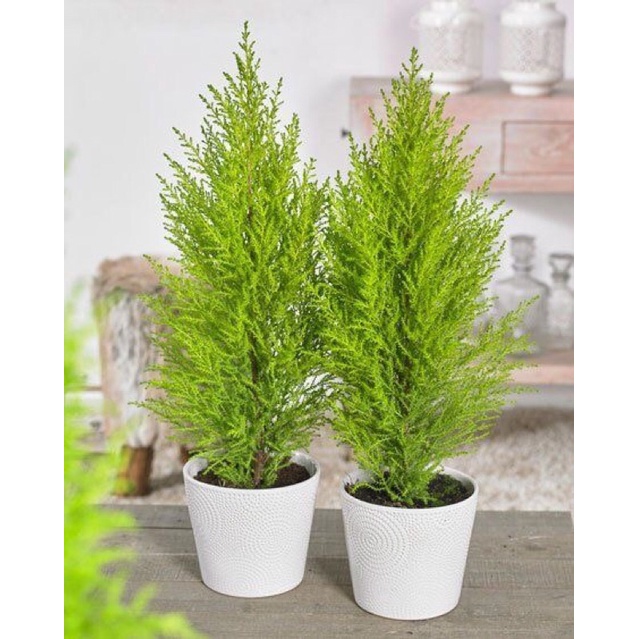 ANAK POKOK “Goldcrest CYPRESS” 🌲 1 PASU Live Plant🌲 Koleksi PINE ...