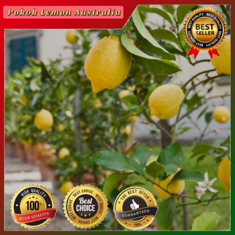 pokok lemon Australia HYBRID 🍋 | Shopee Malaysia