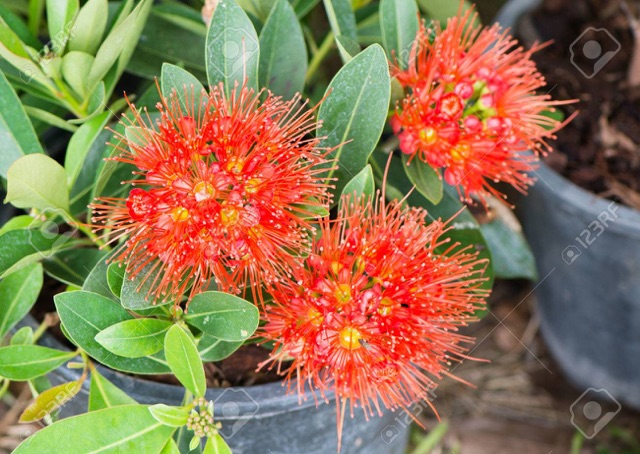 🌸🌸RED PENDA real plant🌸🌸 | Shopee Malaysia