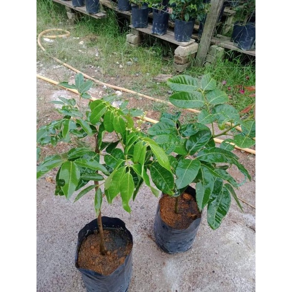 Pokok Longan Lada Hitam | Shopee Malaysia