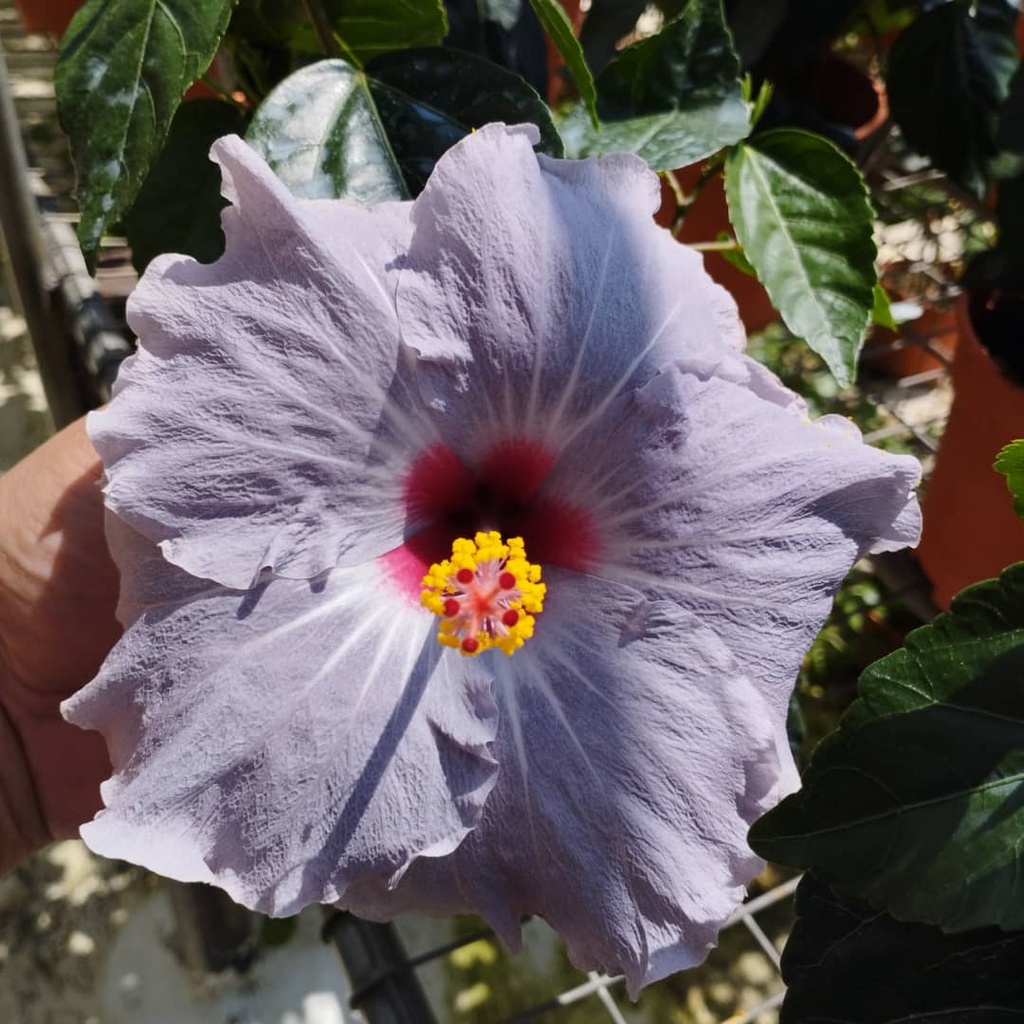 Anak Pokok Bunga Raya/Hibiscus Rosa Sinensis Cato Atau Blue Violet ...