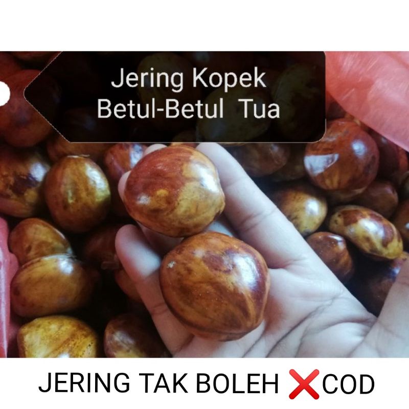 Jering Betul-Betul Tua, Jering tua, Jengkol tua, Jering kopek Tua ...