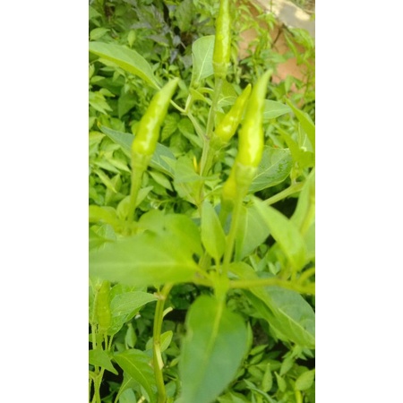 pokok cili api bara. Pokok dah nak mula berbunga. dalam polybag bersaiz ...