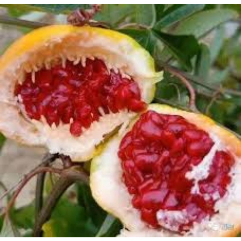 5 Biji Benih- Markisa Isi Merah 红肉百香果 | Shopee Malaysia
