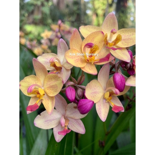 Spathoglottis Orchid（Orkid Pinang）兰花Bunga Warna Campur Pink+Yellow ...