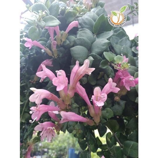 [Hanging Flower] Family of Aeschynanthus Bunga LIPSTICK with hanging ...