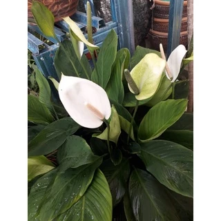 peace lily - Prices and Promotions - Dec 2025 | Shopee Malaysia