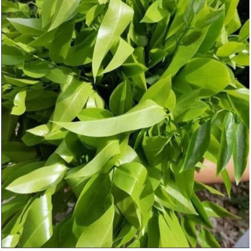 POKOK JENERIH REAL LIVE PLANT | Shopee Malaysia
