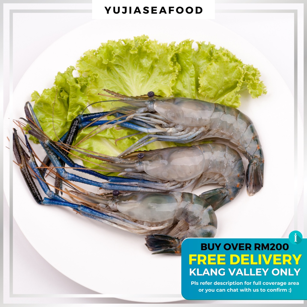 [KL&SGR SAHAJA] 1 pcs Udang Galah U7 / Scampi Giant Freshwater Prawn ...