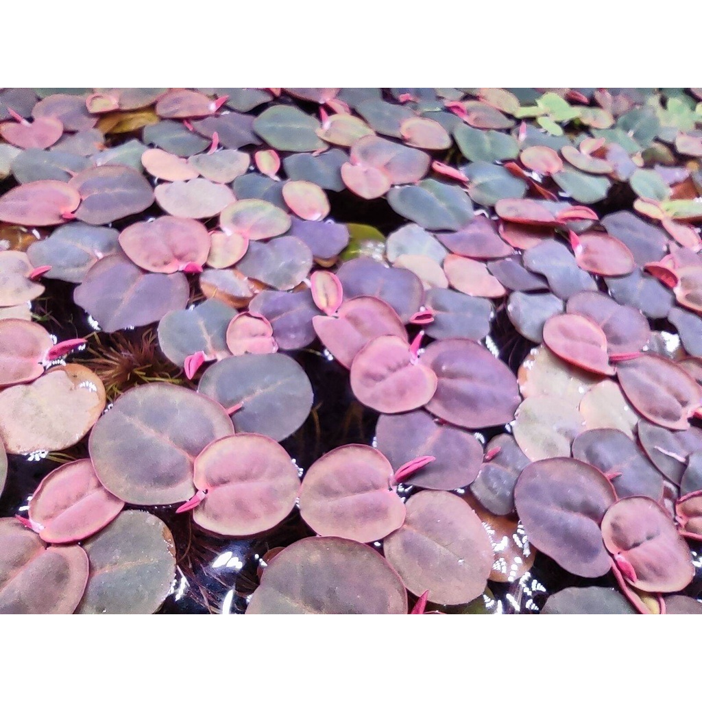 红浮萍（红根）Red Root Floater (Kiambang Akar Merah) | Shopee Malaysia