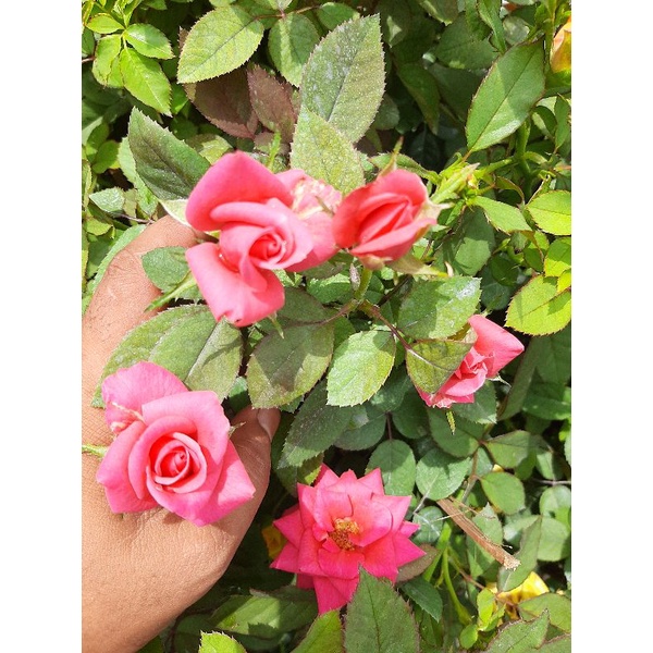 bunga rose mawar. pokok matang dalam beg 8 inch. warna random (ikut ada di nursery). ros kampung ...