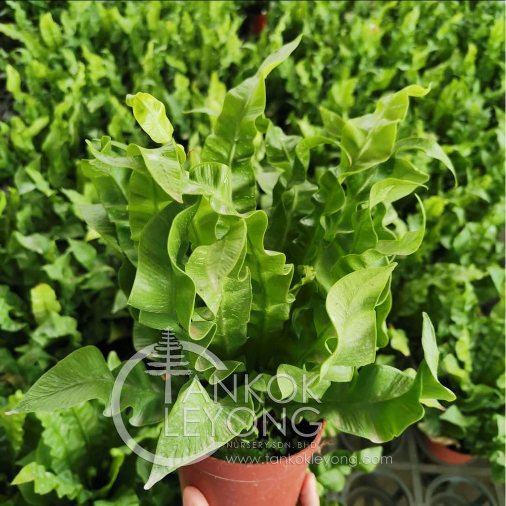 TKL - Asplenium Nidus Crispy Wave/Asplenium Antiquum Osaka 火焰鸟巢蕨/波叶鸟巢蕨 ...